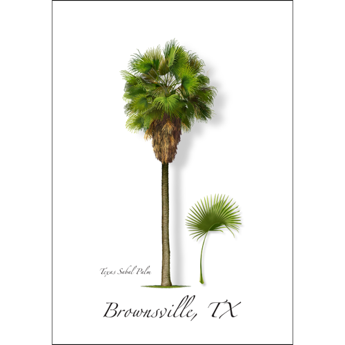 Customizable Cards - Texas Sabal Palm – Earth Sky + Water