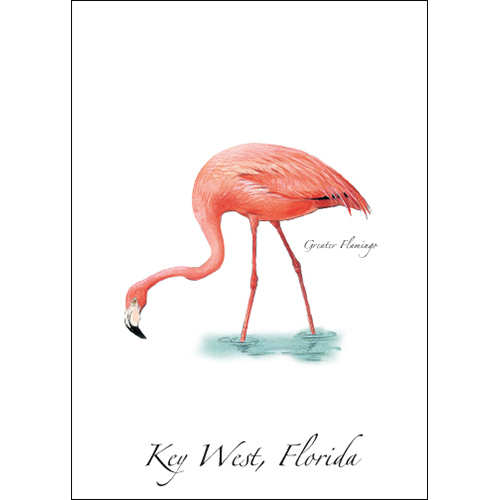 Customizable Cards - Greater Flamingo – Earth Sky + Water