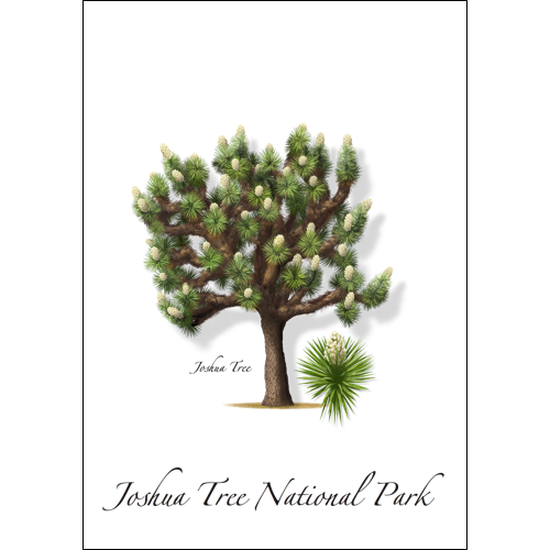 Customizable Cards - Joshua Tree – Earth Sky + Water