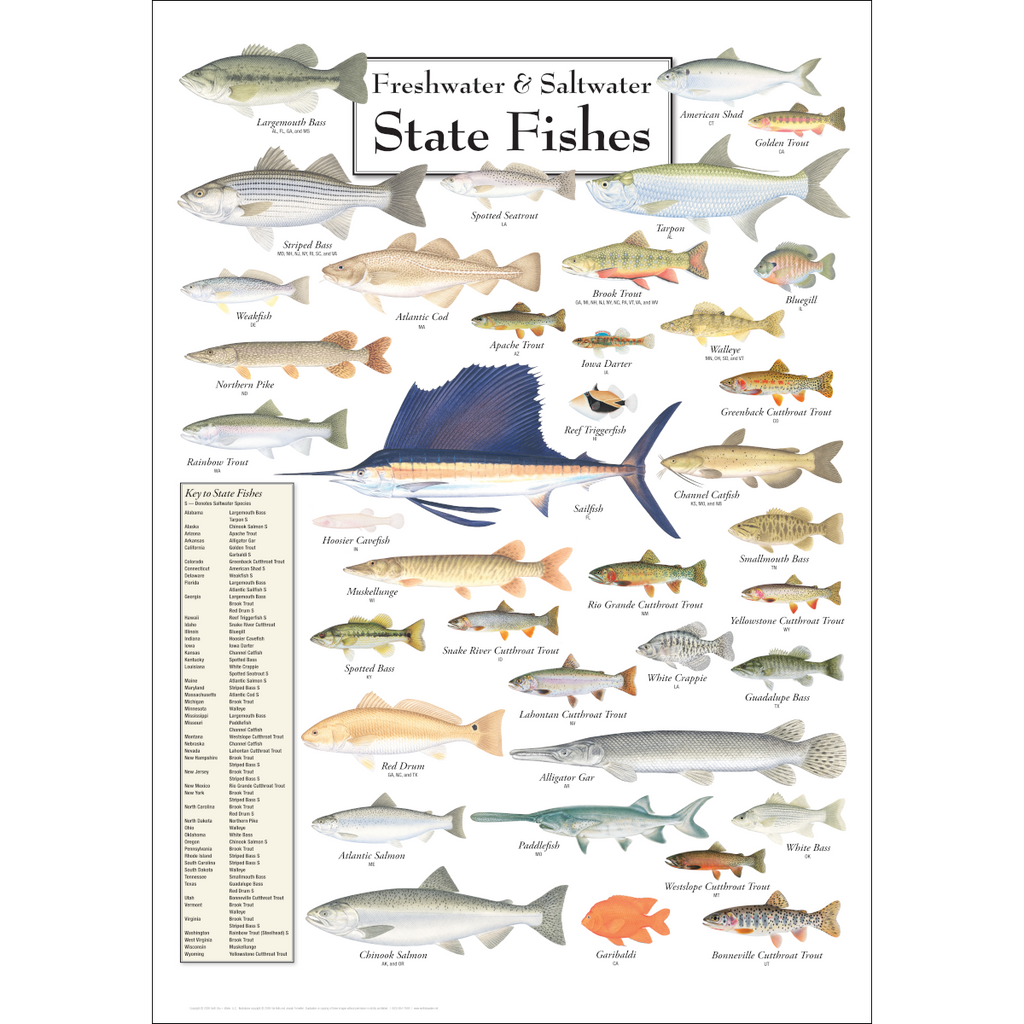 Best Selling Posters - Freshwater & Saltwater State Fishes Poster ...