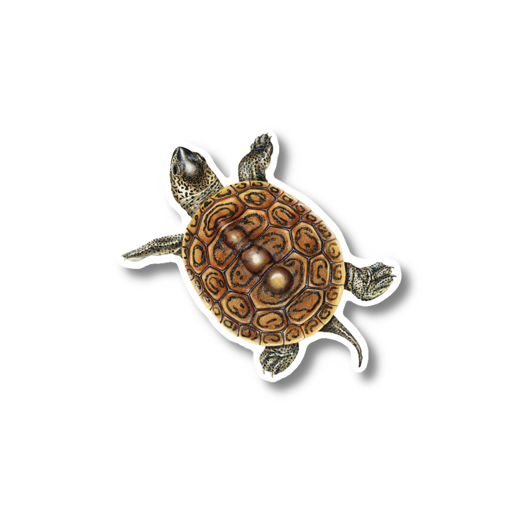 Stickers - Diamondback Terrapin – Earth Sky + Water