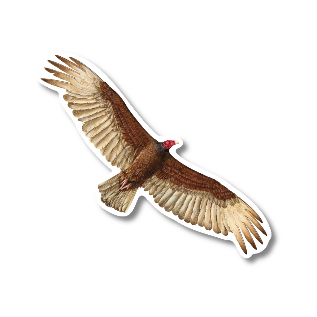 Stickers - Turkey Vulture – Earth Sky + Water