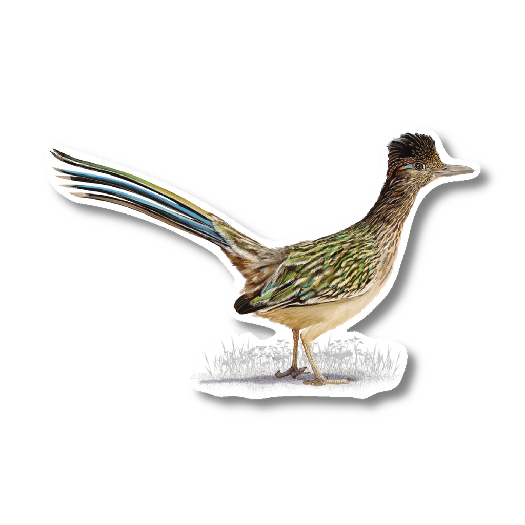 Stickers - Greater Roadrunner – Earth Sky + Water