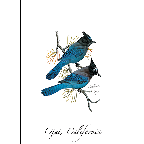 Customizable Cards - Steller's Jay – Earth Sky + Water