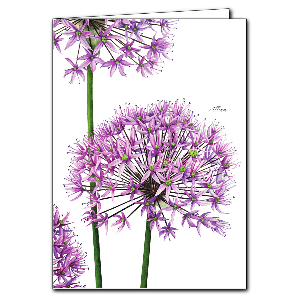 Greeting Cards - Allium – Earth Sky + Water
