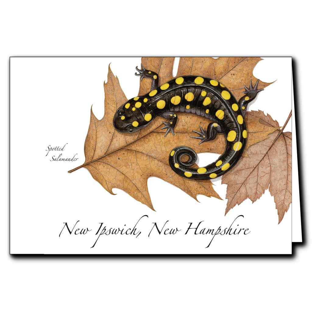 Customizable Cards - Spotted Salamander – Earth Sky + Water