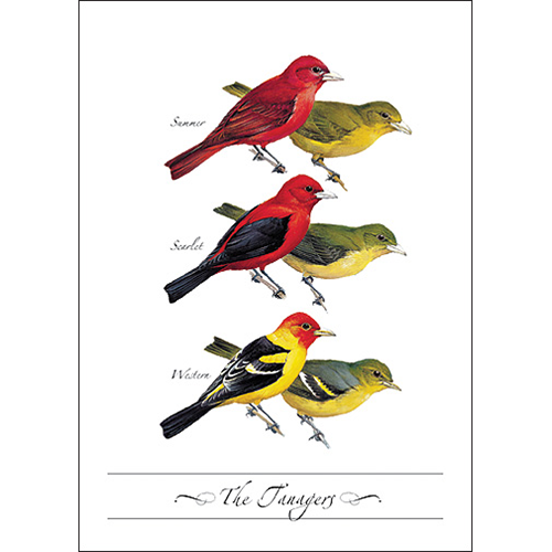 Tanagers – Earth Sky + Water