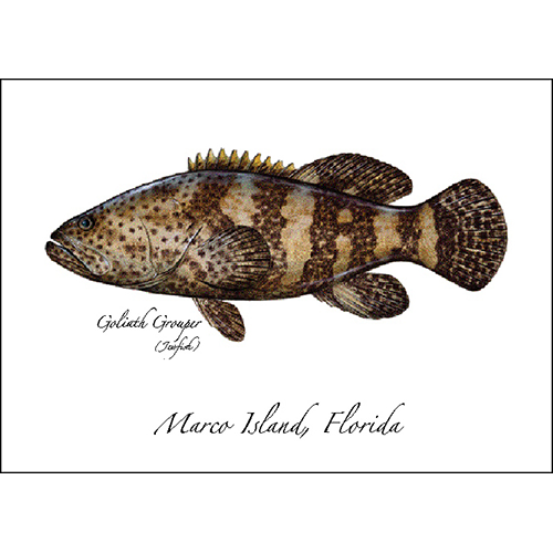 Customizable Cards - Goliath Grouper – Earth Sky + Water