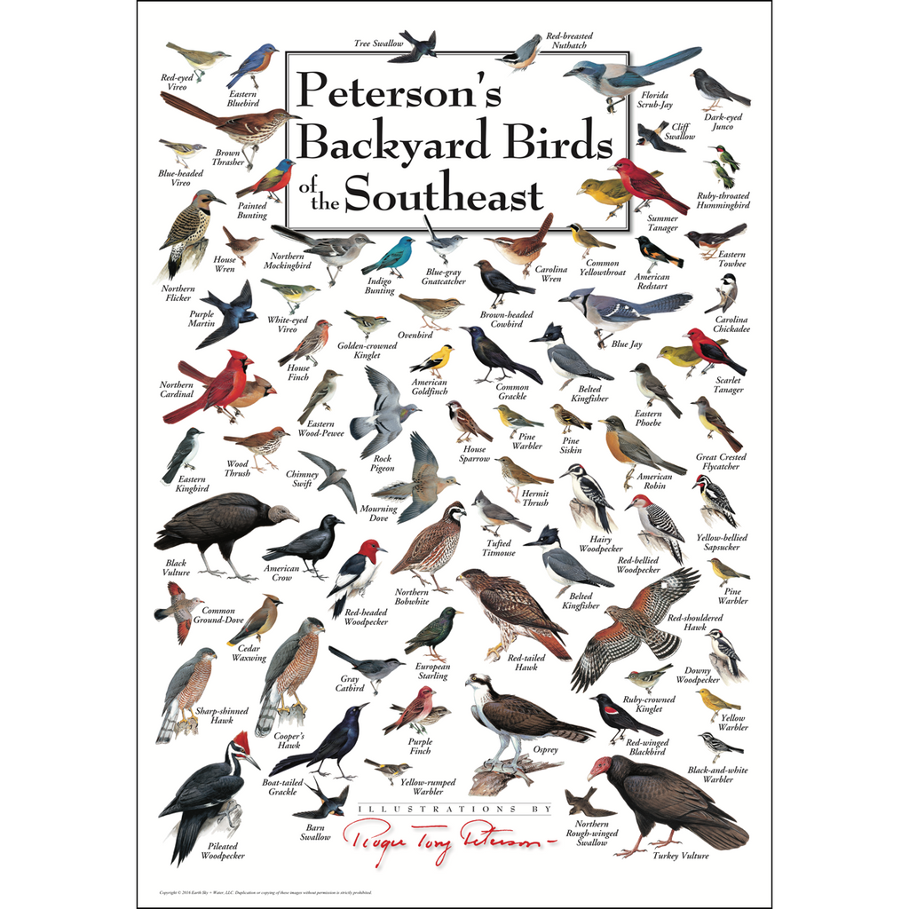 Posters - Peterson's Backyard Birds of the Southeast - Poster – Earth ...