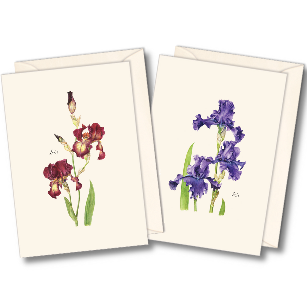 Best Selling Boxed Notecards - Iris Assortment
