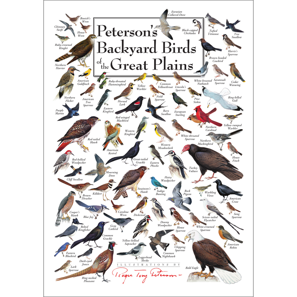 Posters - Peterson's Backyard Birds of the Great Plains – Earth Sky + Water