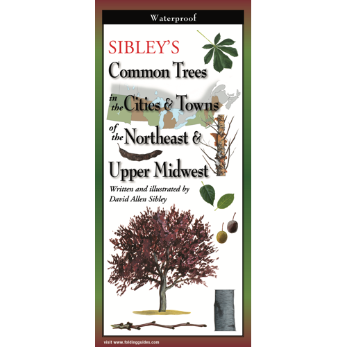 FoldingGuides™ - Sibley's Common Trees in the Cities & Towns of the ...