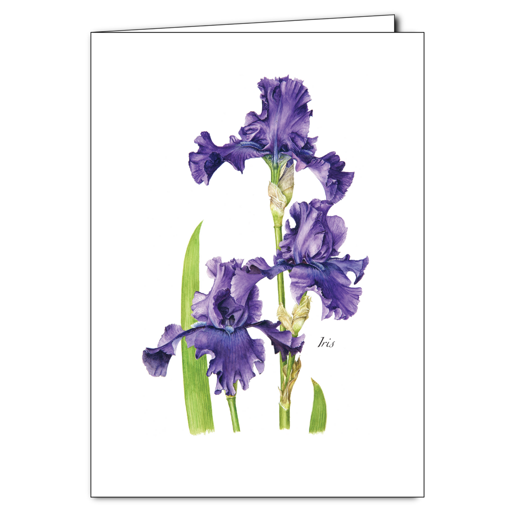 Greeting Cards - Purple Iris – Earth Sky + Water