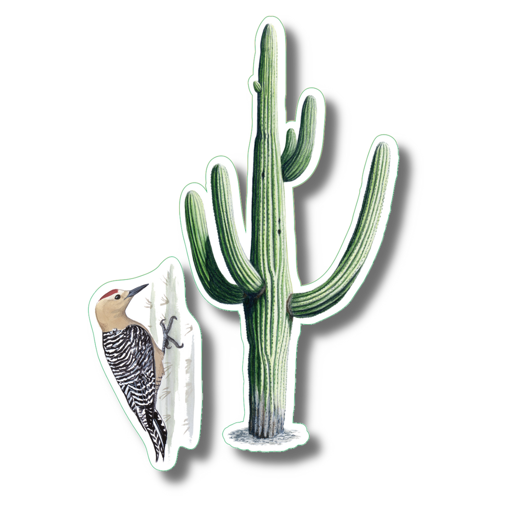 Stickers - Saguaro & Gila Woodpecker – Earth Sky + Water