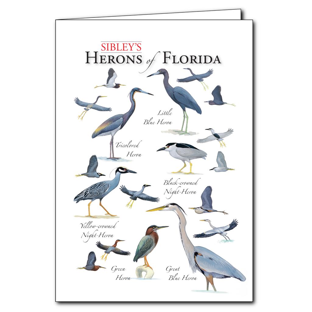 Greeting Cards - Sibley's Herons of Florida - Regional Card – Earth Sky ...