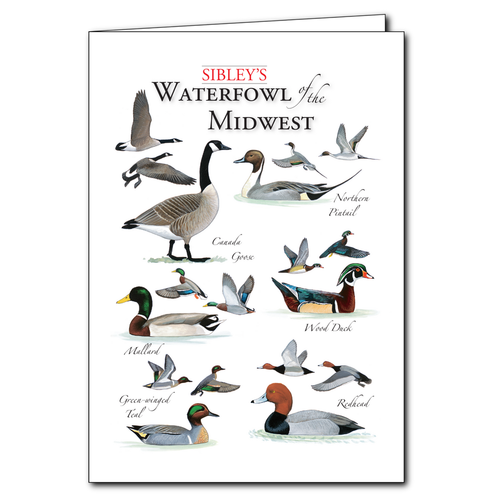 Greeting Cards - Sibley's Waterfowl of the Midwest - Regional Card ...