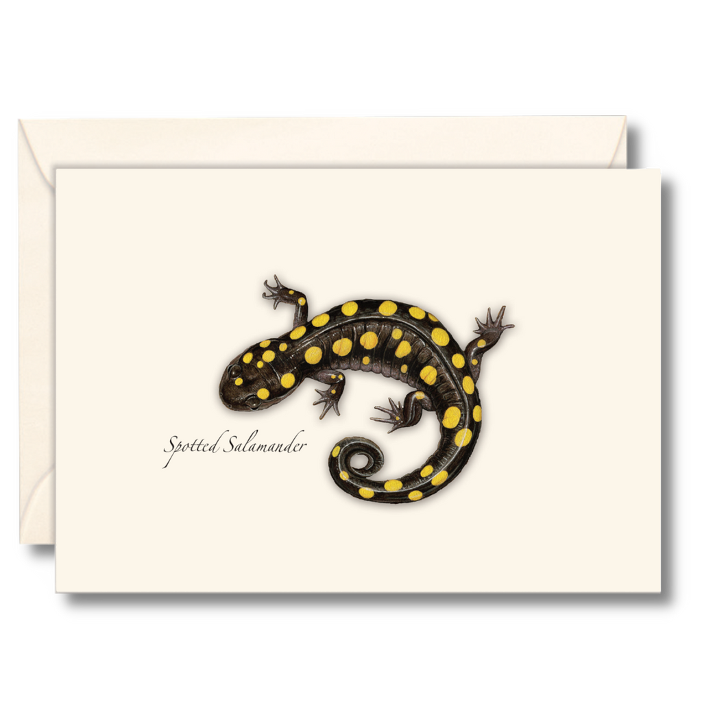 Best Selling Boxed Notecards - Spotted Salamander