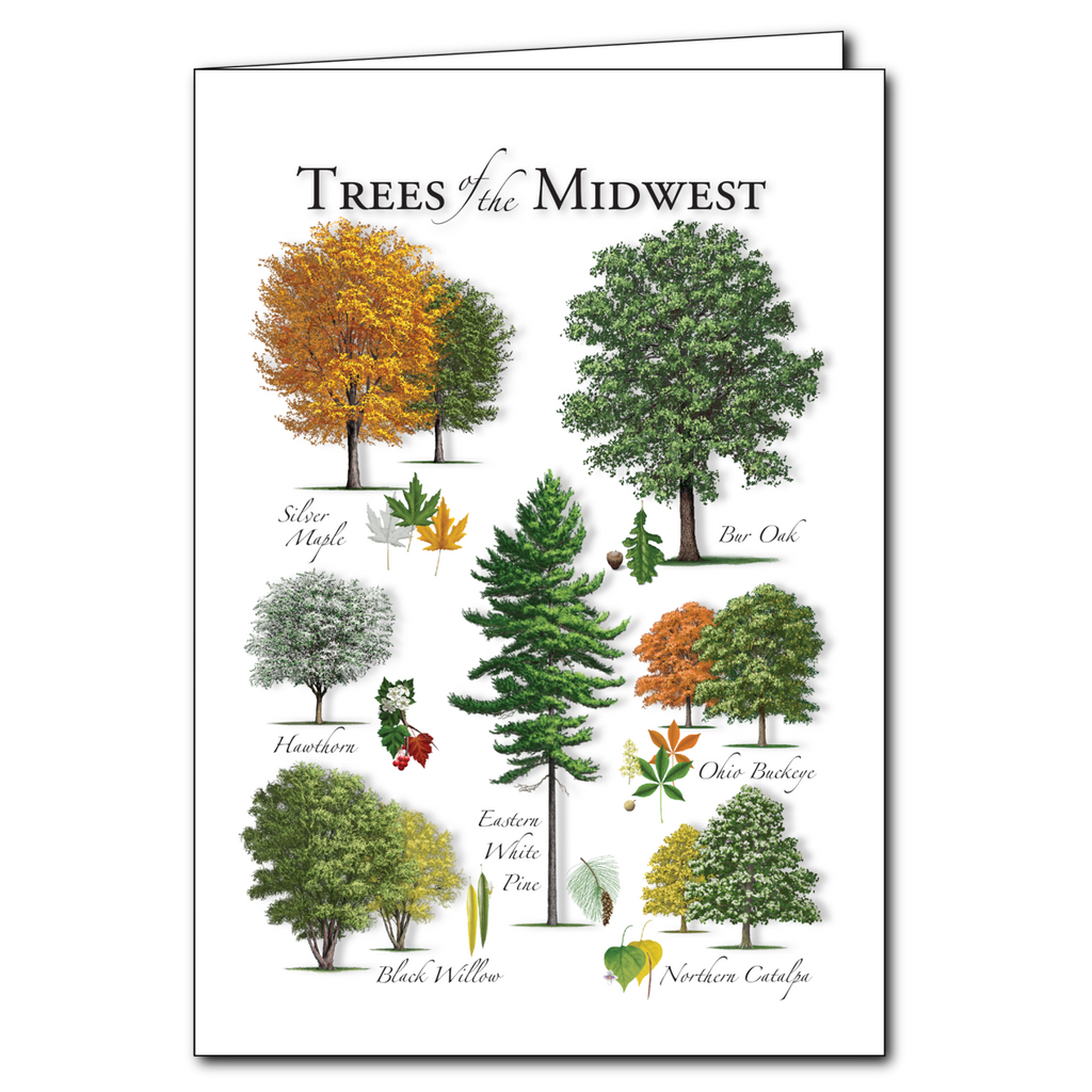 Greeting Cards - Trees of the Midwest - Regional Card – Earth Sky + Water